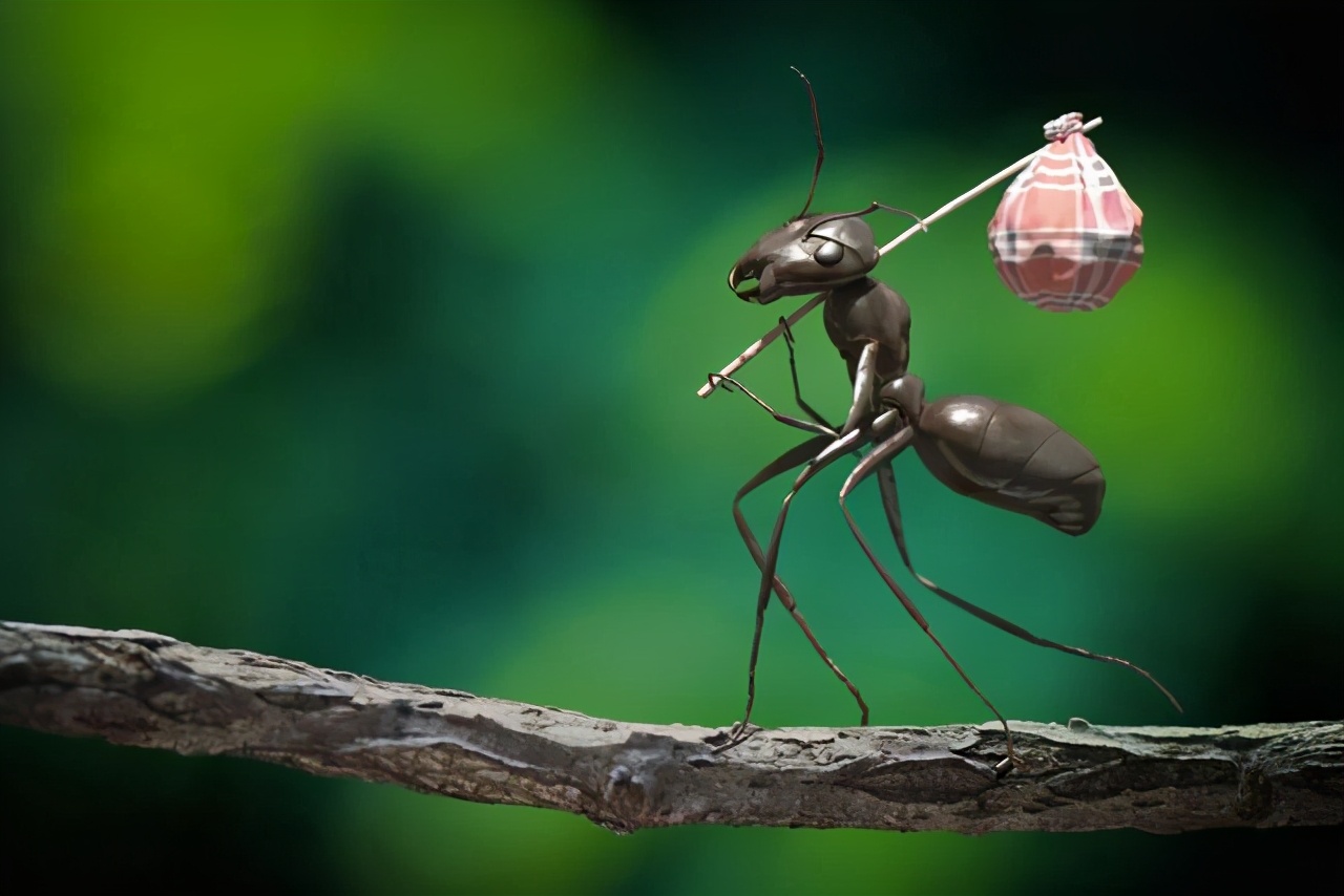 Scientists discovered that "prehistoric ants" have been trapped for 99 ...