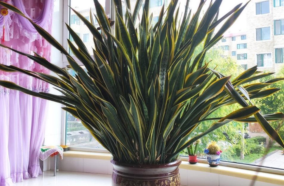 Raising tiger piran, do this before and after the winter, the new ...