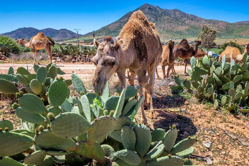 Why do camels like to eat cacti?It's also a body of flesh and blood ...