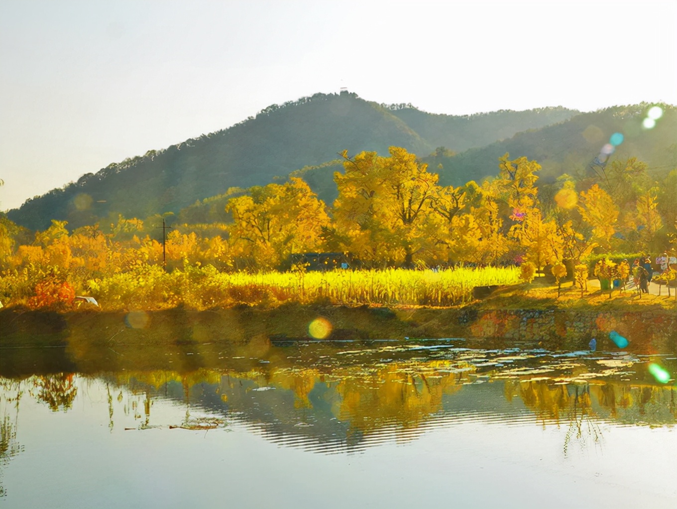 In autumn, the Ginkgo Valley for a thousand years, and the most ...