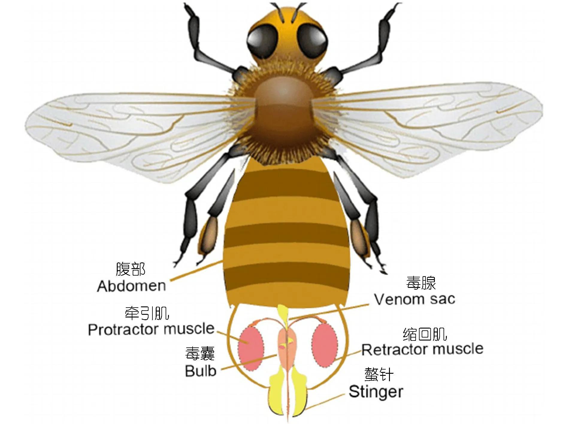 The sting of the bee is connected to the internal organs, and it will ...