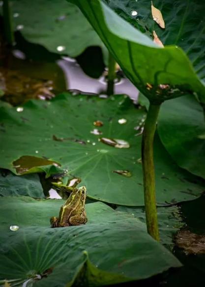The sound of night frogs and the sound of rain, listening to the frogs ...