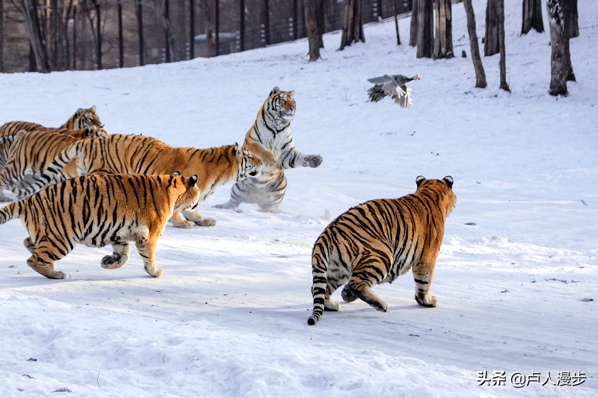 The Siberian tiger hurts people and arouses attention to the Tiger ...