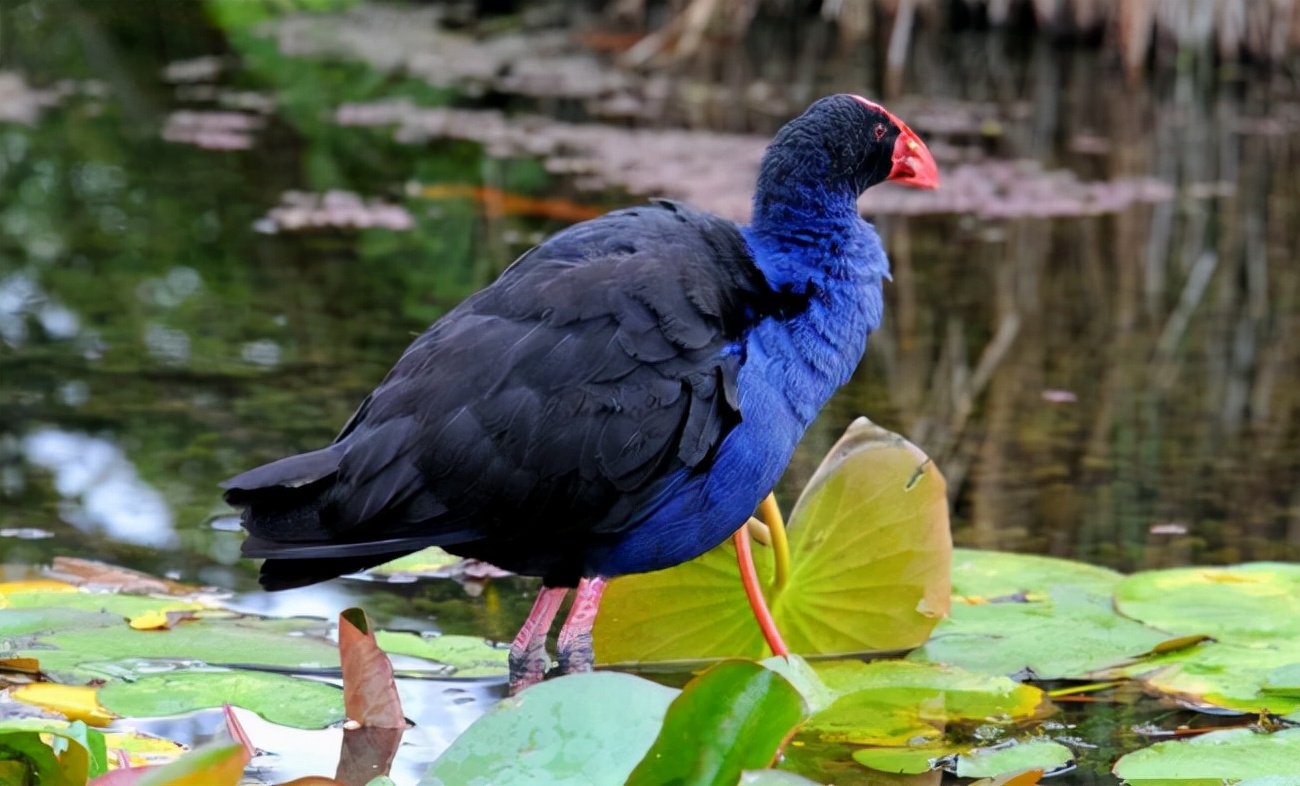 Fifty years after being declared extinct, giant water chickens appeared ...