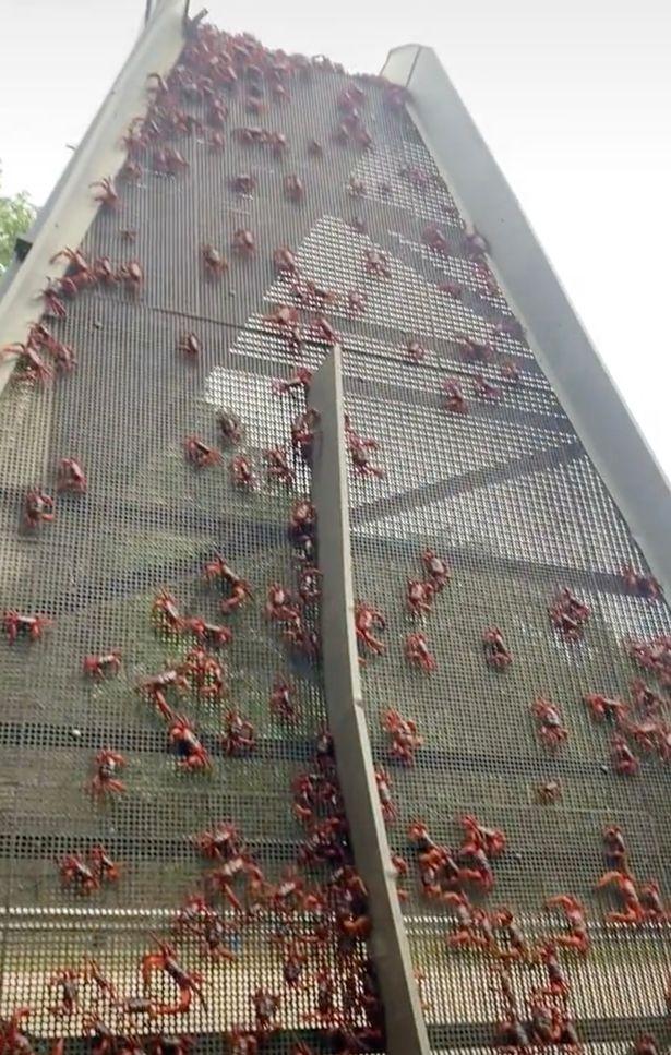 Millions of Australian red crabs migrate during the mating season ...