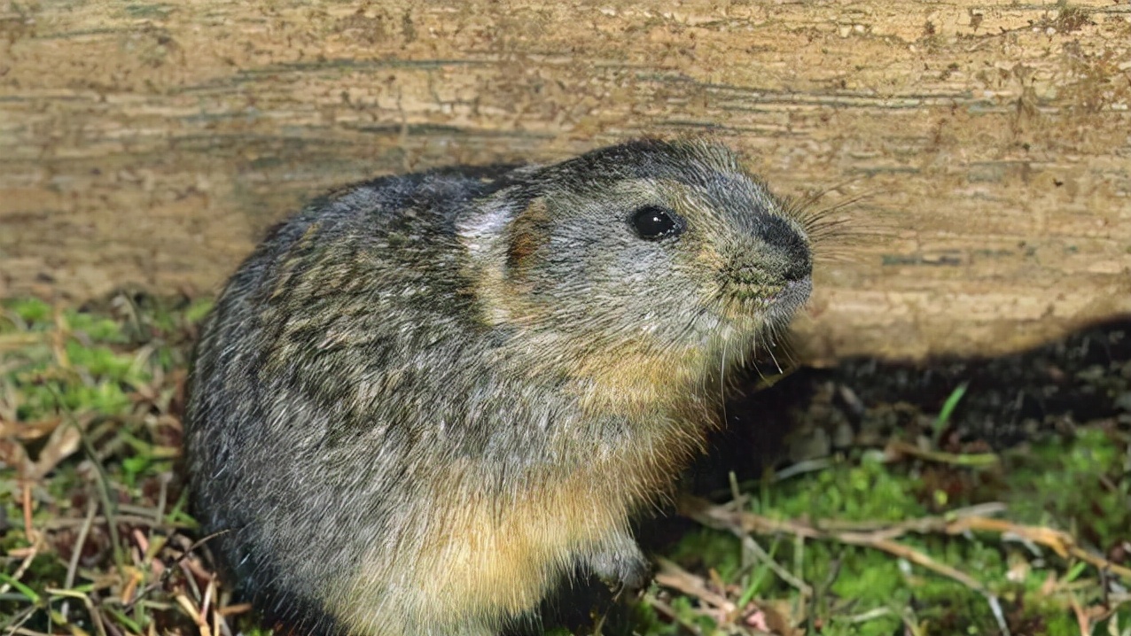 The fastest breeding animal in the world, it reproduces 600,000 a year ...