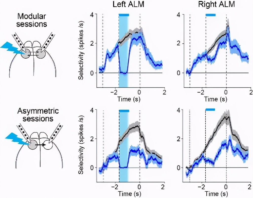 The modularity and robustness of the brain - iNEWS