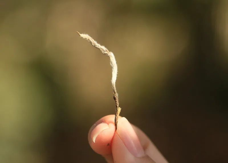 The white tea praised by Song Huizong as "the best in the world", is it ...