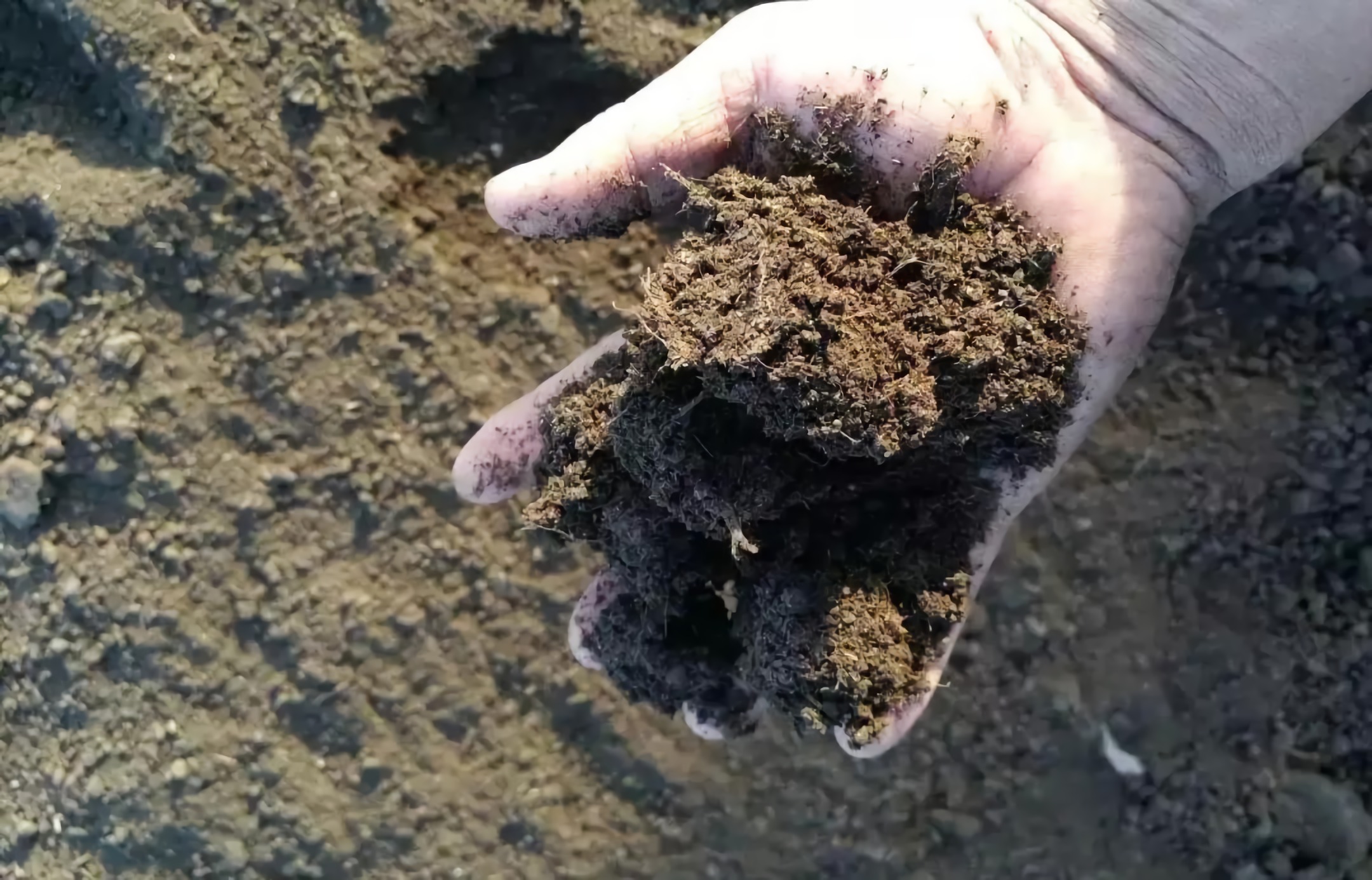 In order to snatch guano, the three countries launched wars. How ...