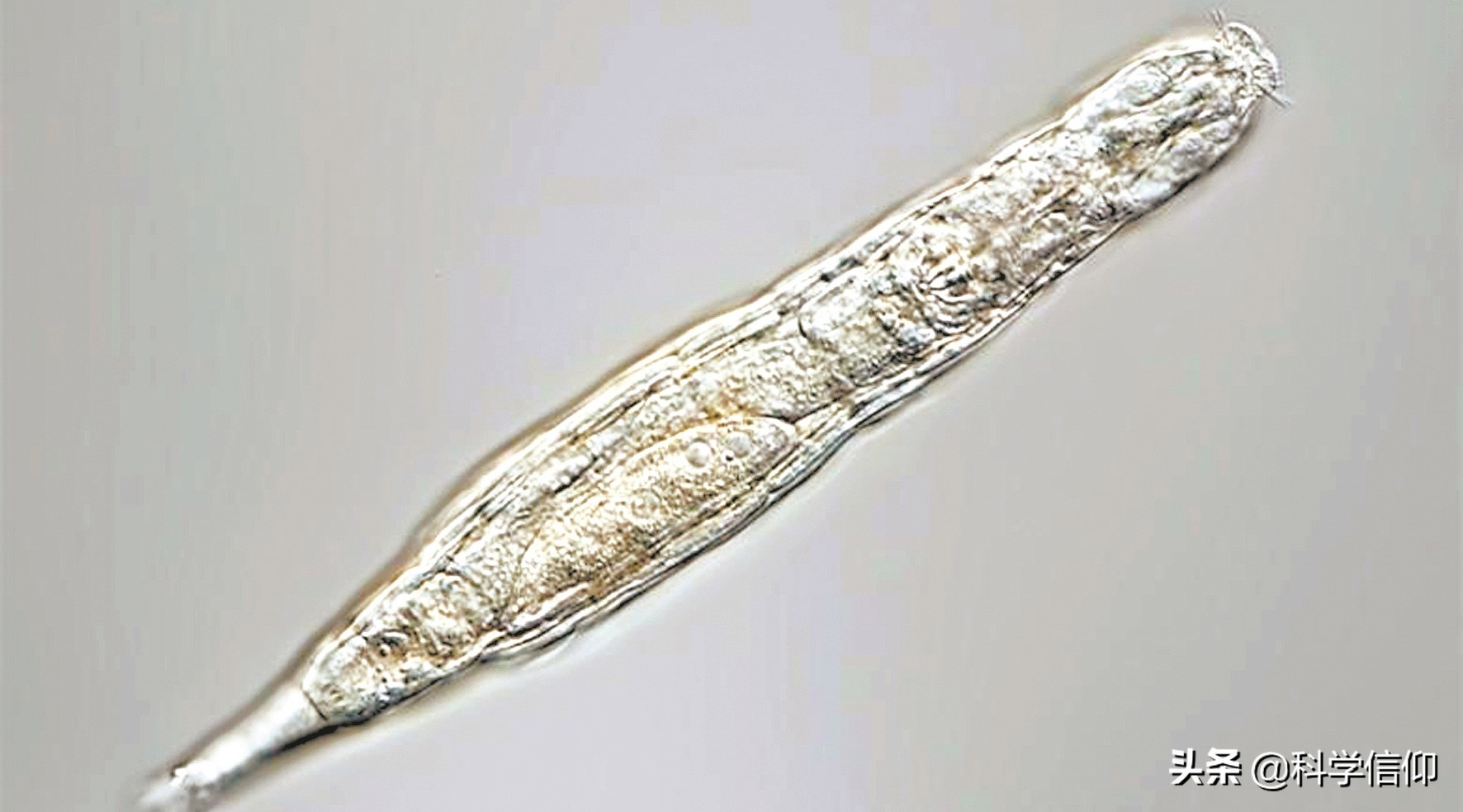 Ancient creatures that have been frozen for tens of thousands of years ...