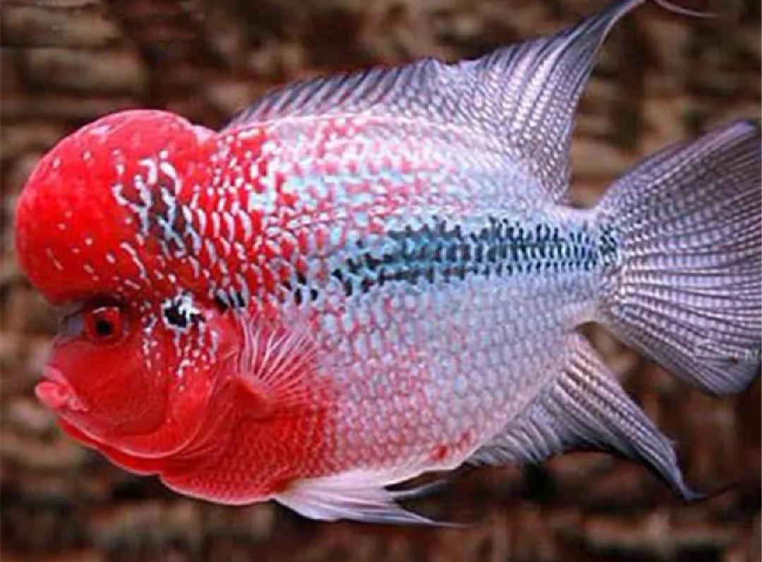 Blood parrot fish-macaw fish-rohan fish, they are all hybrids - iMedia