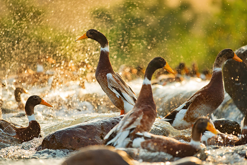 China's top ten famous ducks, after evaluation, these 10 places are more famous, do you have ...