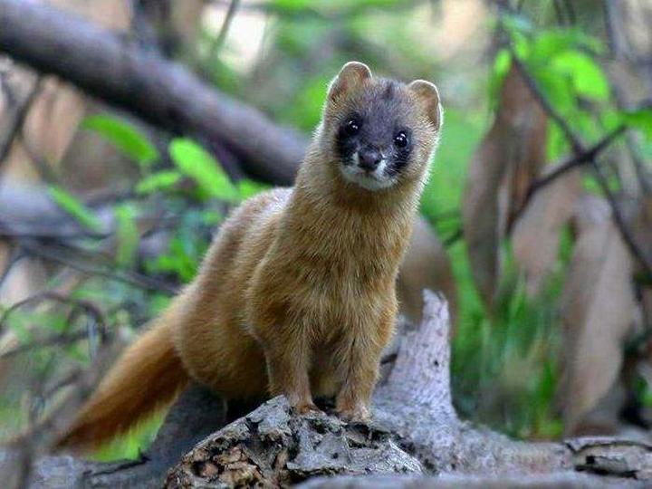 Scientific research: Why don't people dare to provoke the weasel easily ...