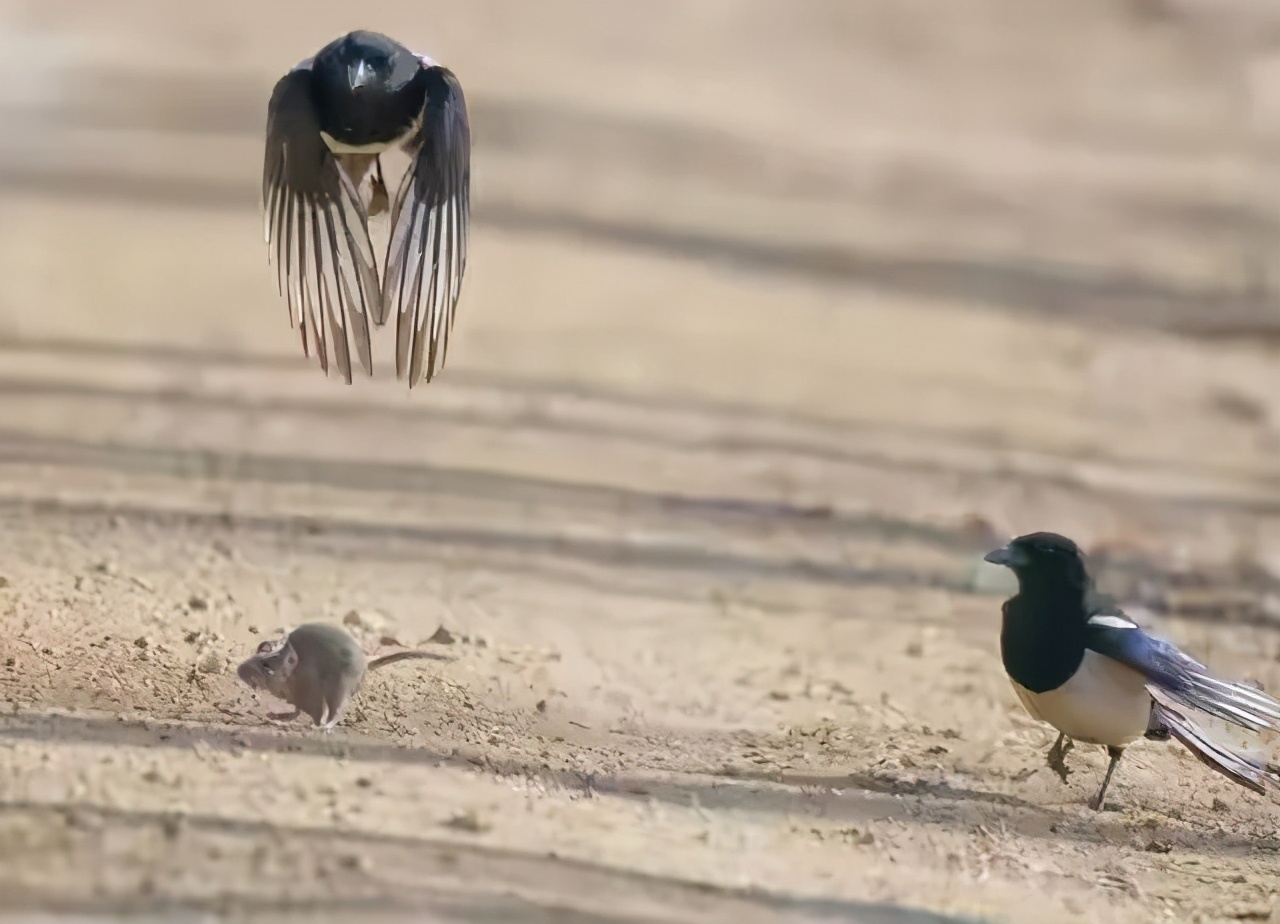 The magpie has become a ferocious bird?The magpie hits the golden eagle ...