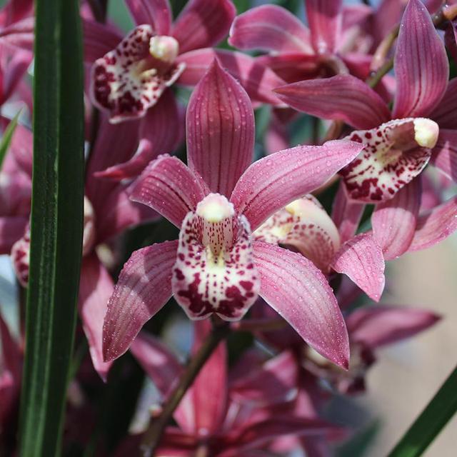 It is the "King of Fragrant Flowers" of Jianlan, with classic red ...