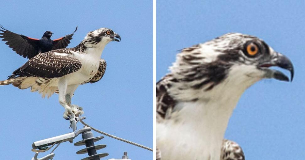 This little bird is not daring but fat, so he dared to ride on the head ...