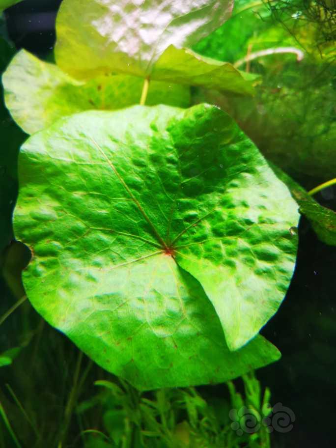 Transformed Flora: Use of Nymphaea minuta - iMedia