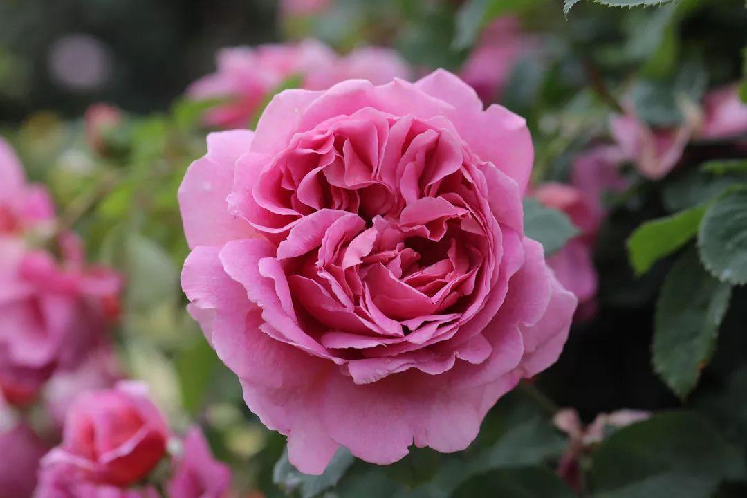 These 5 "princess" roses are too immortal, the flowers bloom and have a ...