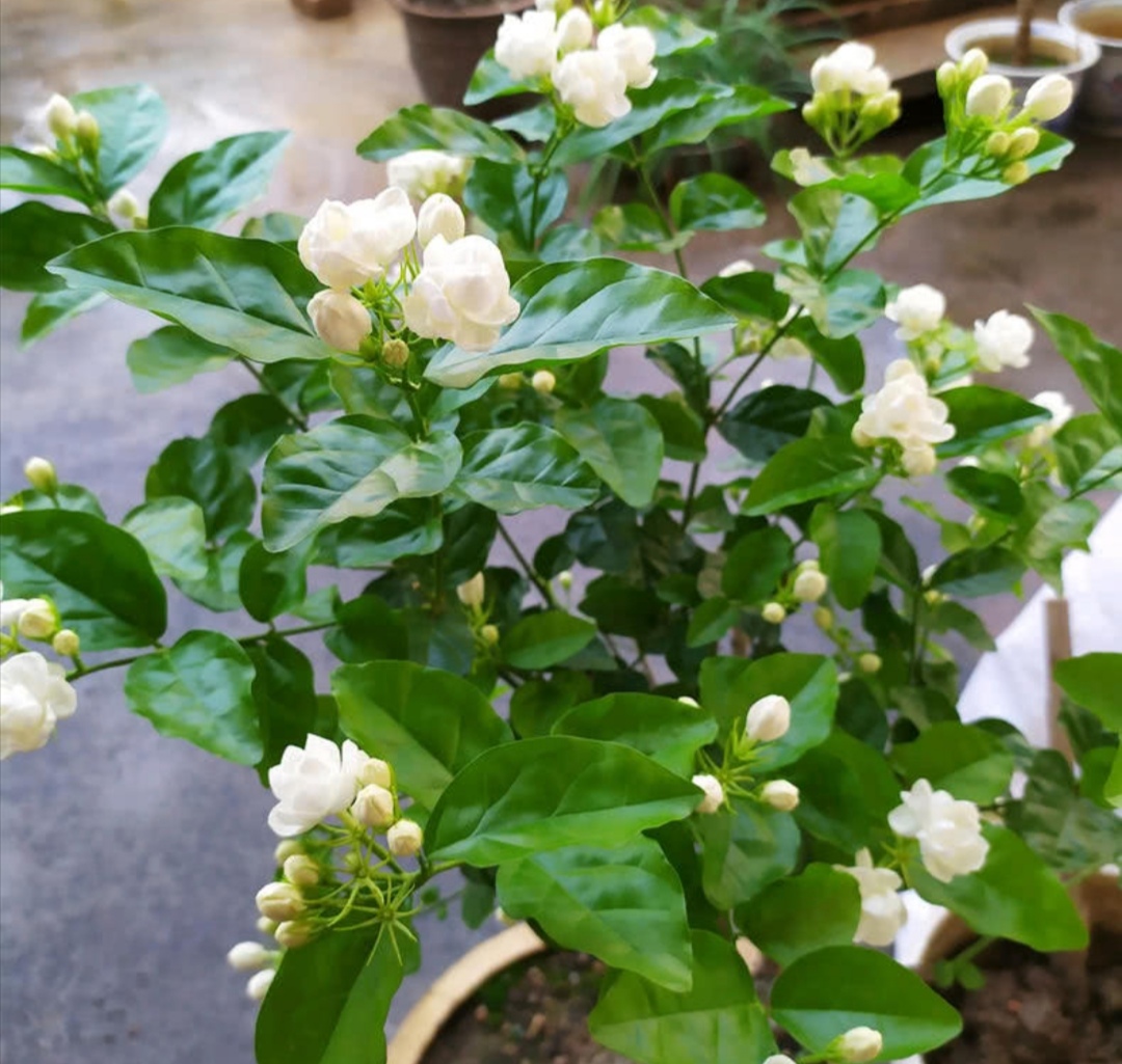 Raise 5 kinds of flowers, don't stop fertilizer in summer, the flowers ...