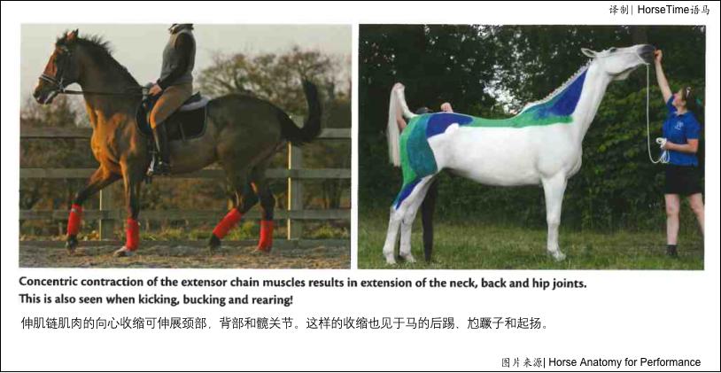 Muscle chain and core muscles - iNEWS