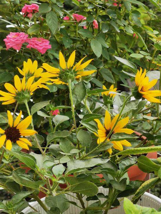 The "flowering machine" in the flower industry is easy to maintain and ...