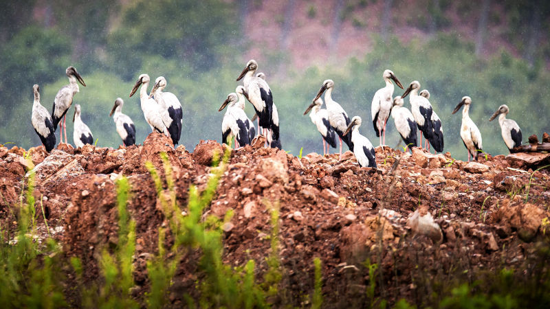 Here is a bird's paradise - iMedia