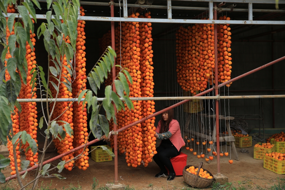 A glimpse of the golden persimmon and persimmon village - iNEWS