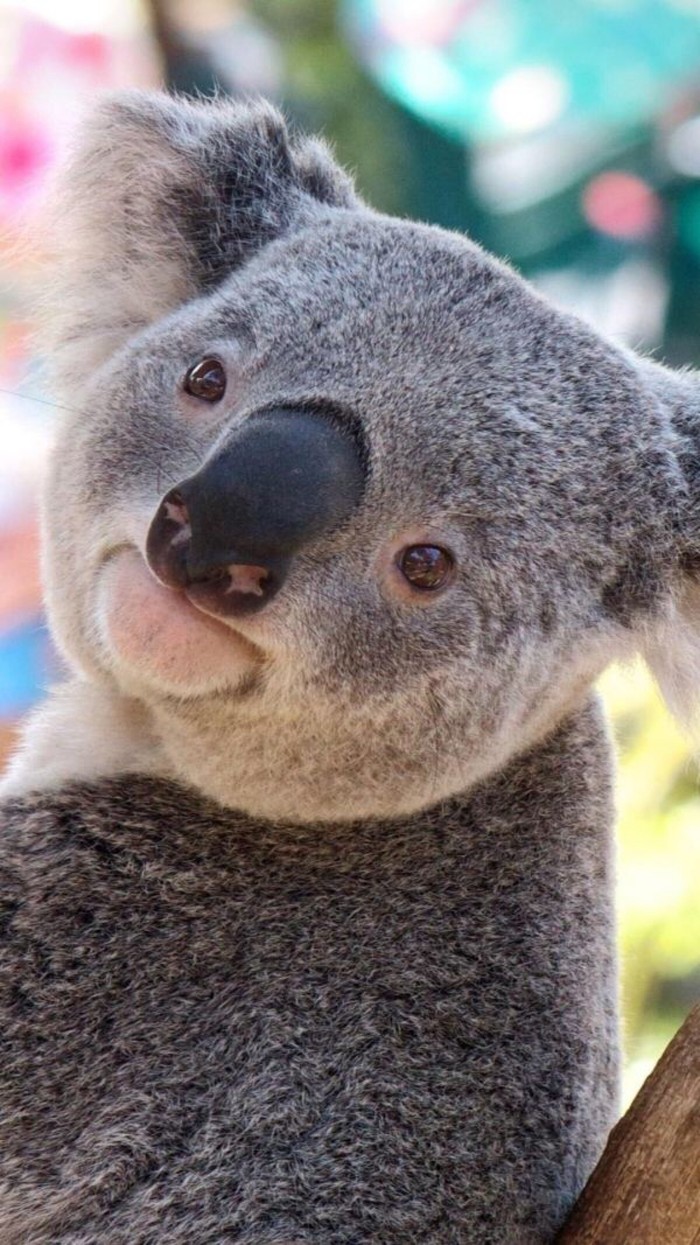 Koalas who don't like sports are often exhausted during mating - iNEWS