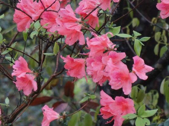 What should I do if the leaves of azaleas are "rusty"?Three steps of ...