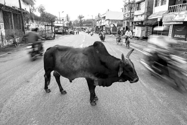 Why do Indians like to drink cow urine? Modi: Cow urine is the best ...