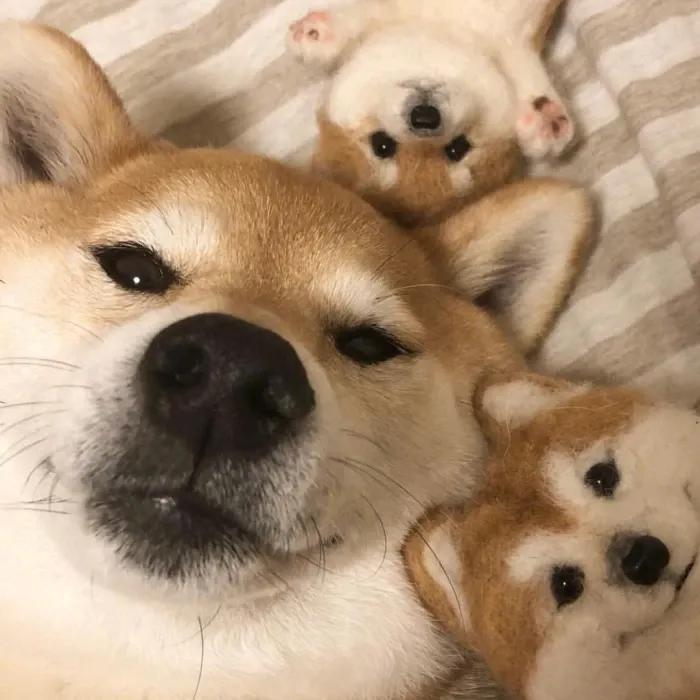 Shiba Inu avatar~ - iNEWS