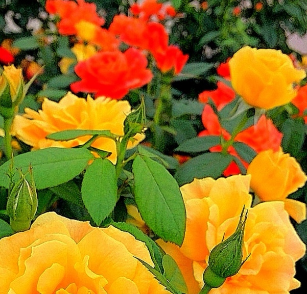 Rose Flower Selection - iNEWS