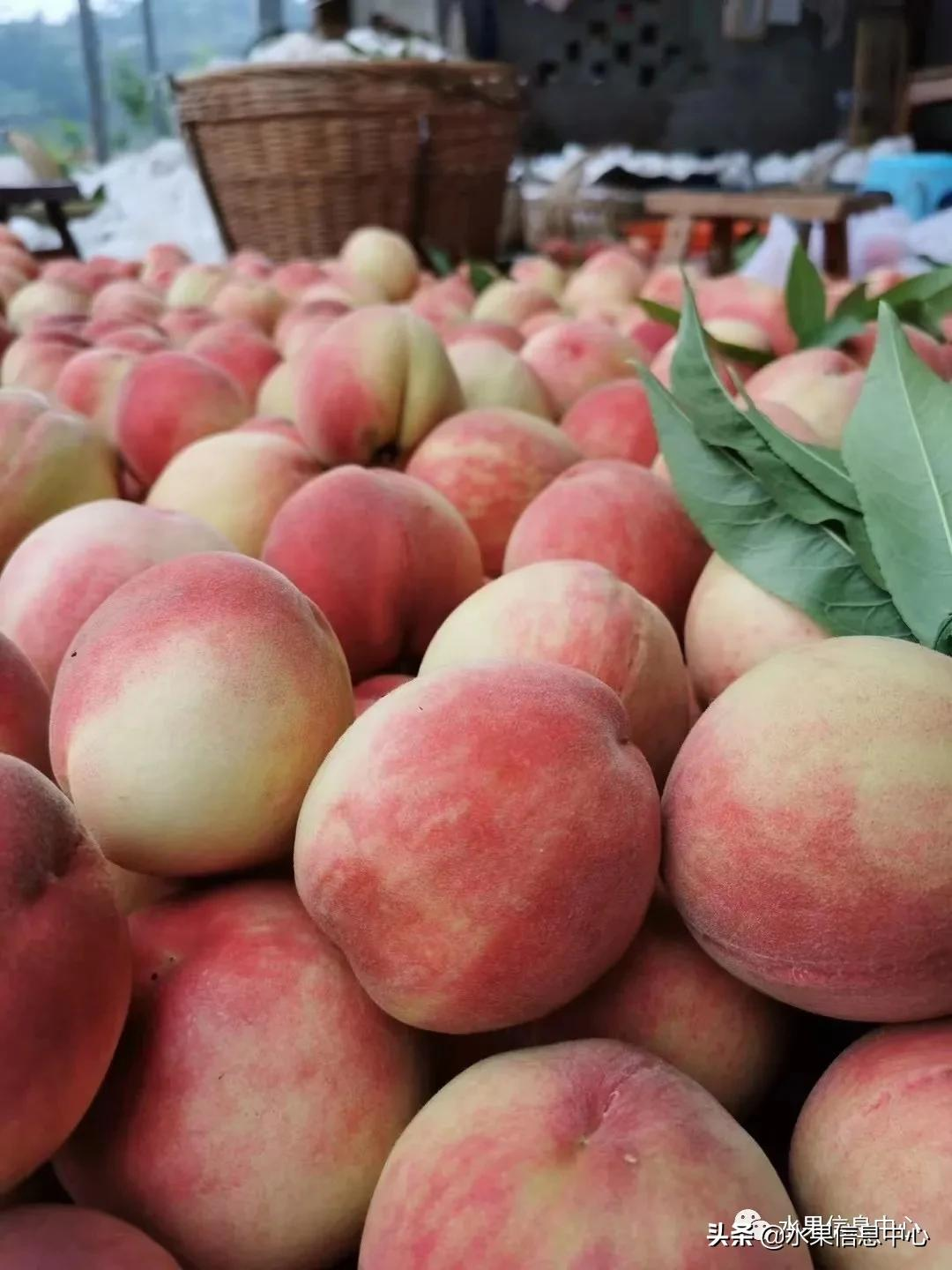China's common peach origin varieties and time to market - iNEWS