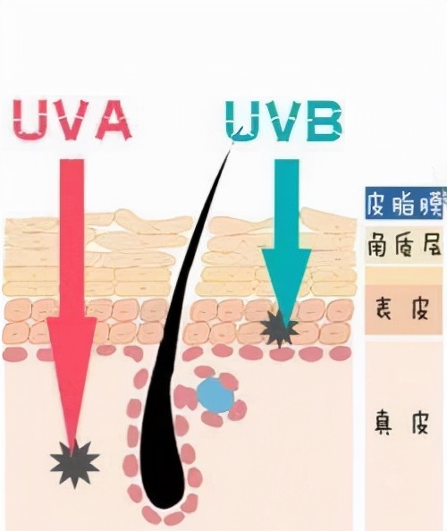 Anti-aging trilogy-anti-photoaging - iNEWS