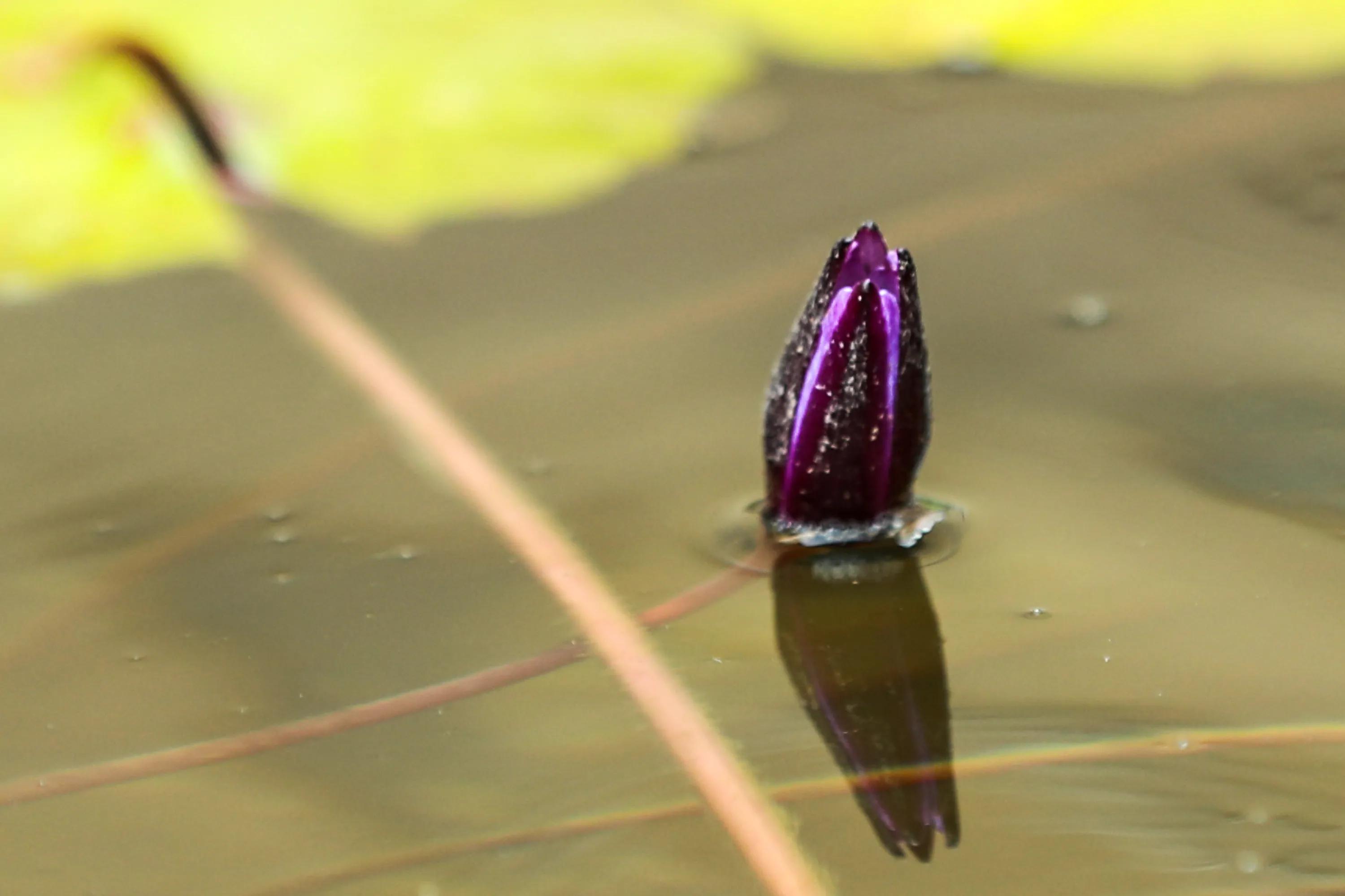 Water Lily Budding Zhilan Valley - iNEWS