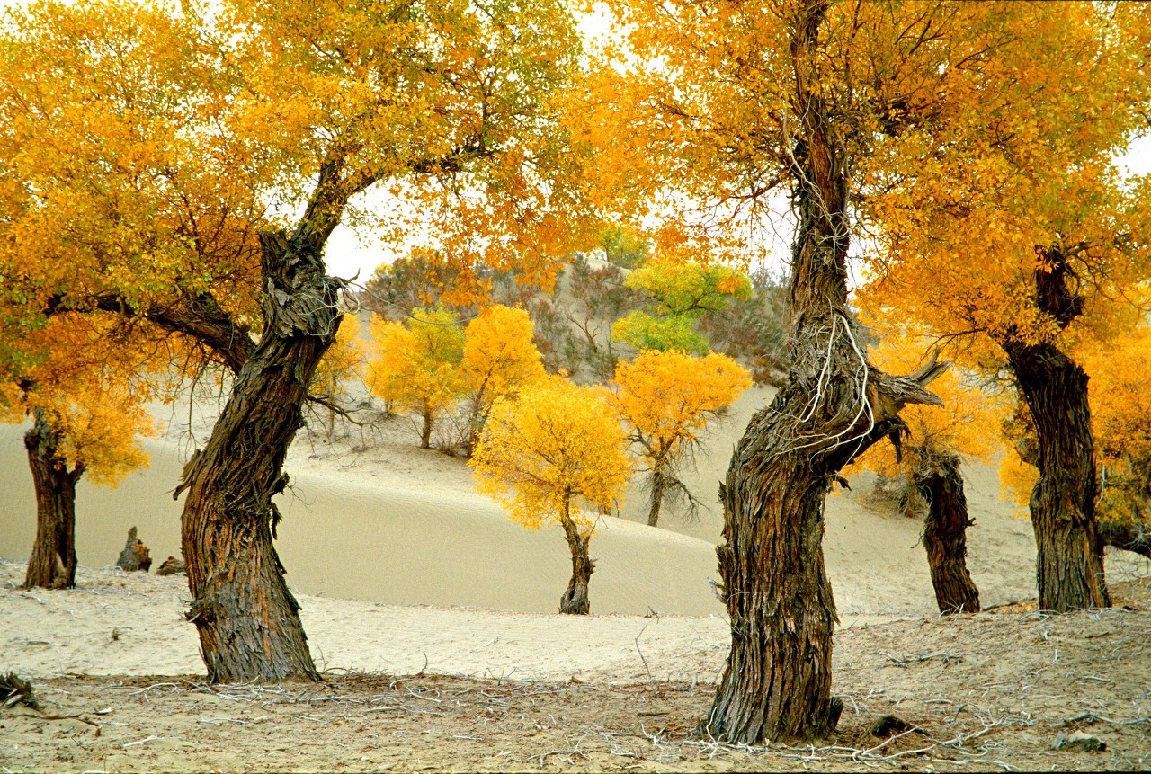 How beautiful is Populus euphratica in Xinjiang? - iMedia