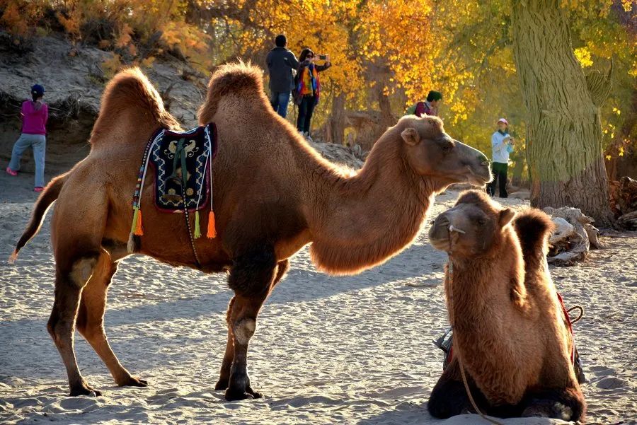 Where is the water stored in the camel's body?Why can't I touch a dead camel in the desert?Here ...