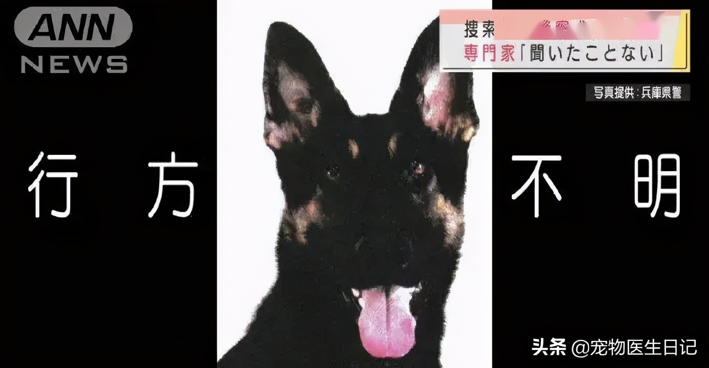 The Japanese police dog named Jiro lost himself while searching for the ...
