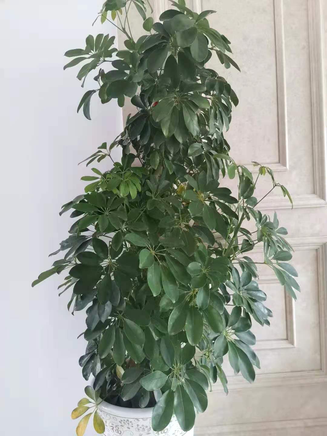 To Flower Friends: Raising Duck's Foot Tree in this way will grow into ...