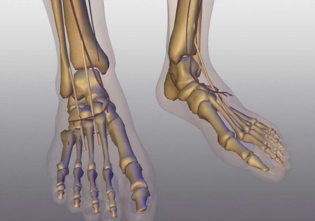 There are 206 bones in the human body. The Chinese generally only have ...