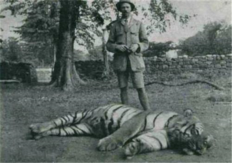 The cannibal tiger, which is included in the Guinness Book of Records ...
