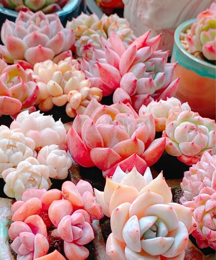 It turns out that TA is the real "flower protector" - iNEWS