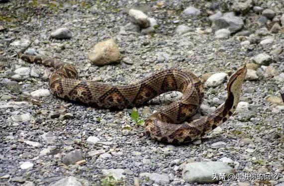 How poisonous is the five-step snake?Why is the five-pace snake called ...