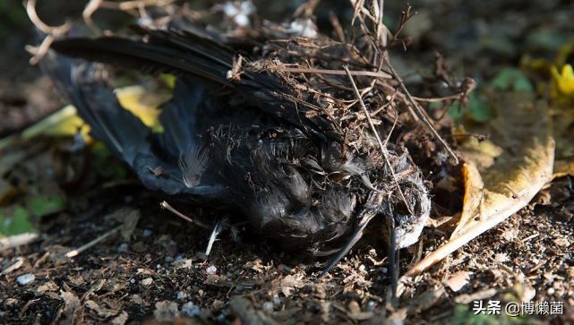 This kind of tree can be called a bird killer, once a bird encounters ...