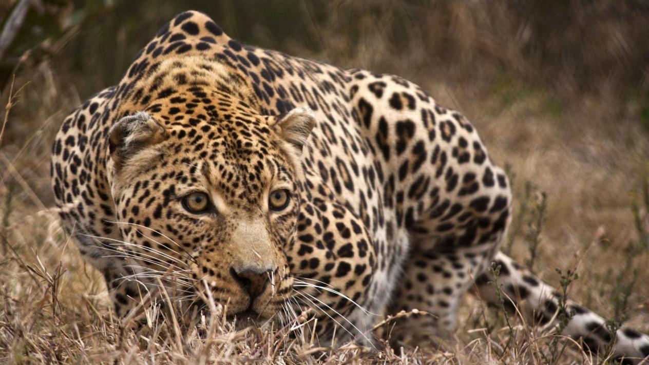 The little leopard and the cow are as close as mothers and daughters ...