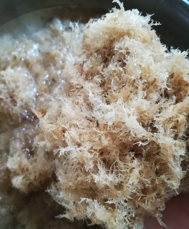 Chaoshan cuisine, sea stone flower - iNEWS