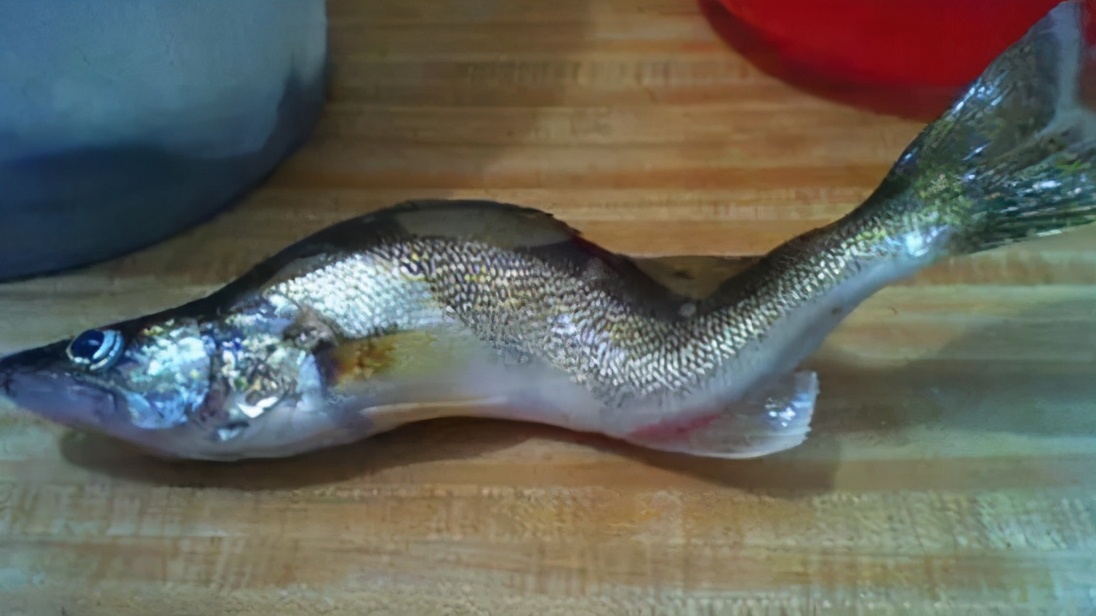 A shark with a human face was discovered in Indonesia: Is it the ...