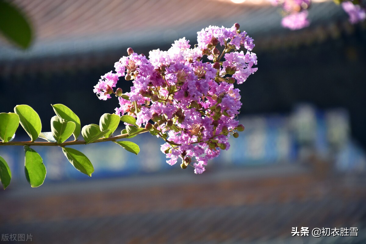 Bai Juyi wrote several crape myrtle flowers, calling himself crape ...