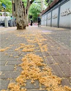 The plane trees all over the streets of Shanghai are neither plane ...