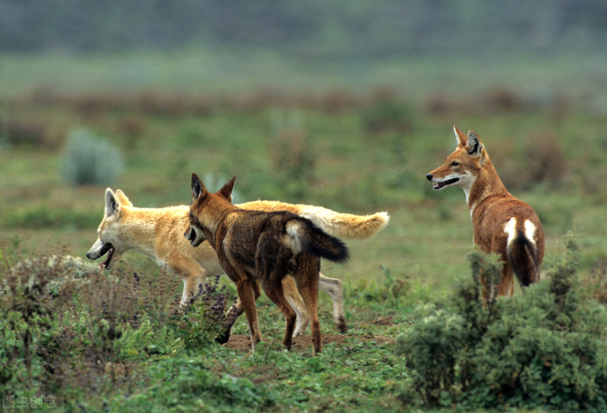 Life is suffering!Wolves eat meat, but Ethiopian wolves are reduced to ...